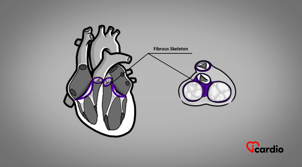 The Fibrous Skeleton of the Heart – Icardio