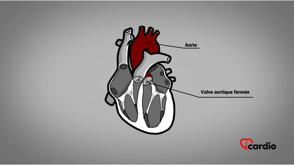 Physiologie cardiaque et circulation sanguine – Icardio