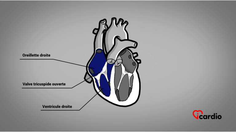 Physiologie cardiaque et circulation sanguine – Icardio