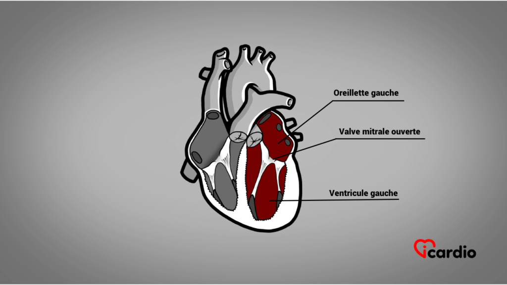 Physiologie cardiaque et circulation sanguine – Icardio