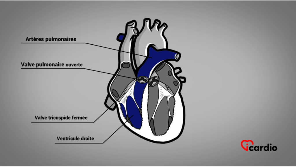 Physiologie cardiaque et circulation sanguine – Icardio