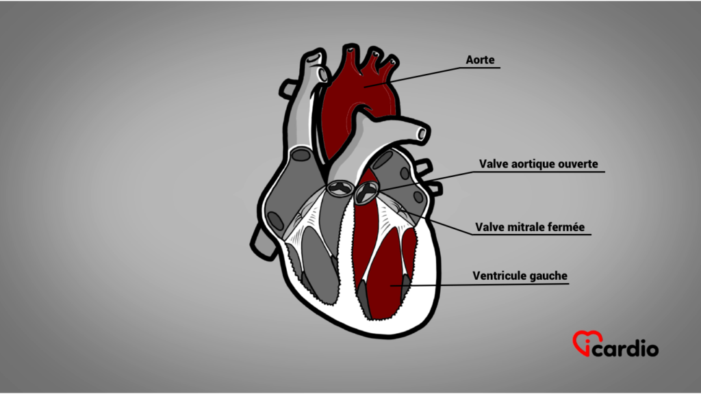 Physiologie cardiaque et circulation sanguine – Icardio