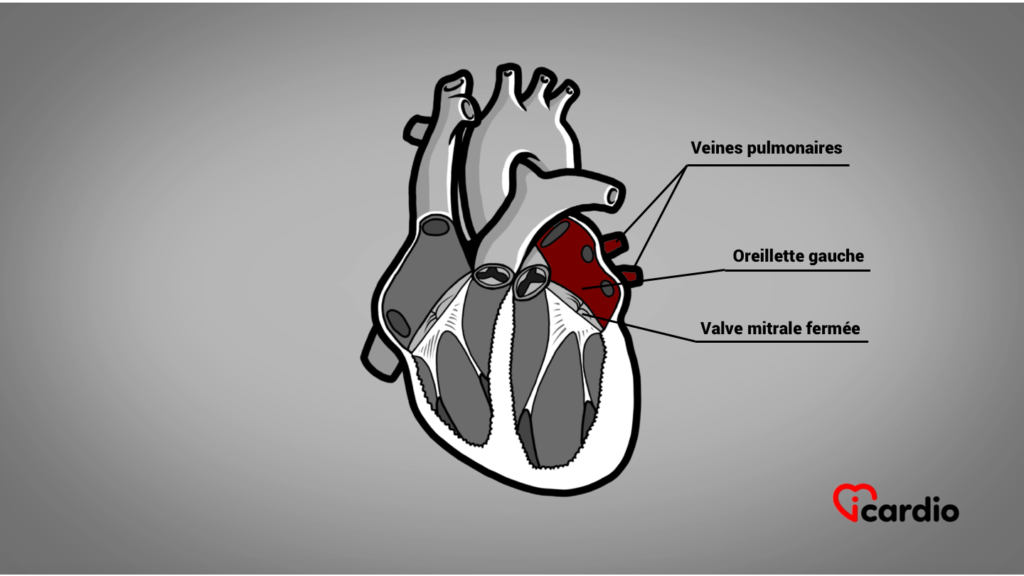 Physiologie cardiaque et circulation sanguine – Icardio