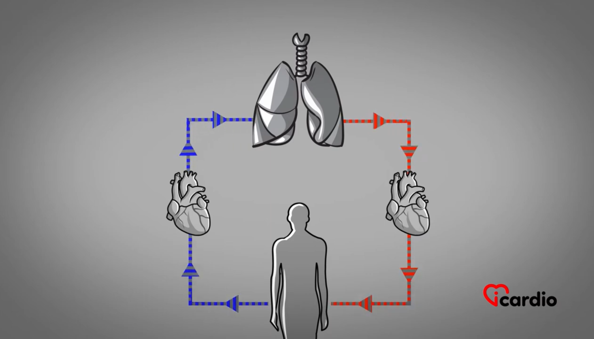 Pulmonary capillaries – Icardio