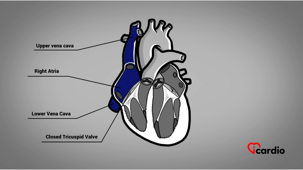 Cardiac Physiology and Blood Circulation – Icardio