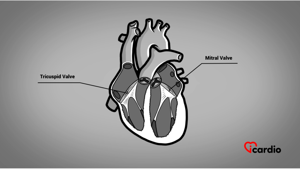 Atrioventricular Valves – Icardio