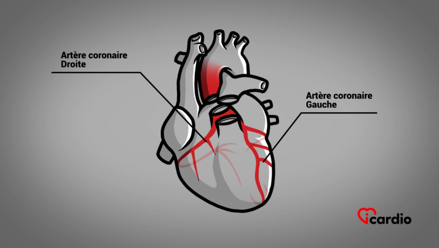 Physiologie cardiaque et circulation sanguine – Icardio