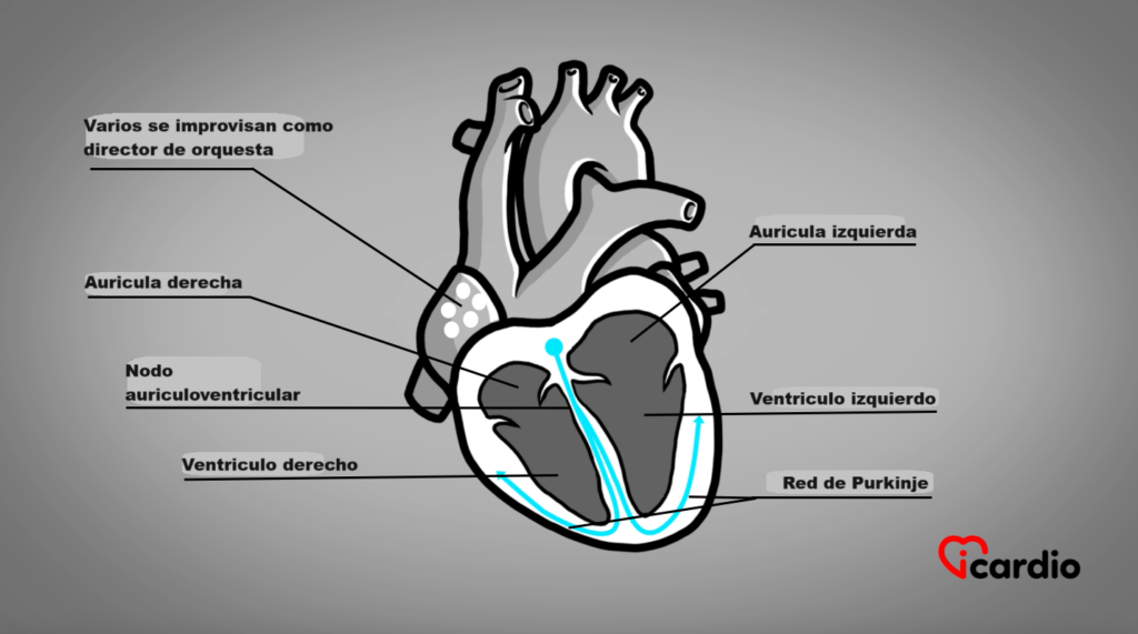 Fibrilación auricular (FA) – Punto de vista médico – Icardio