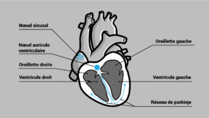L’électrocardiogramme (ECG) – Icardio