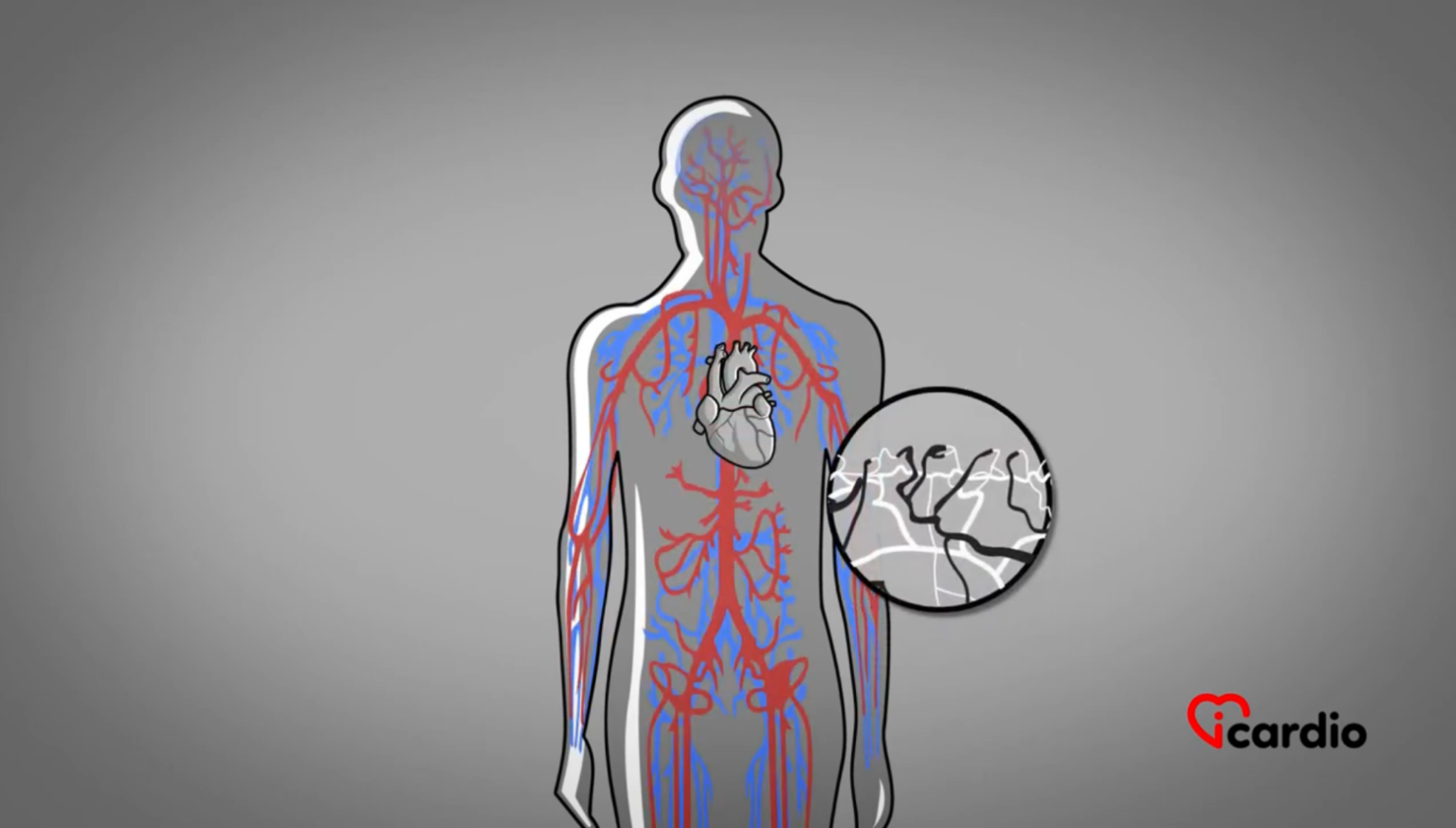 Systemic capillaries – Icardio