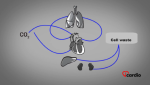 Systemic capillaries – Icardio
