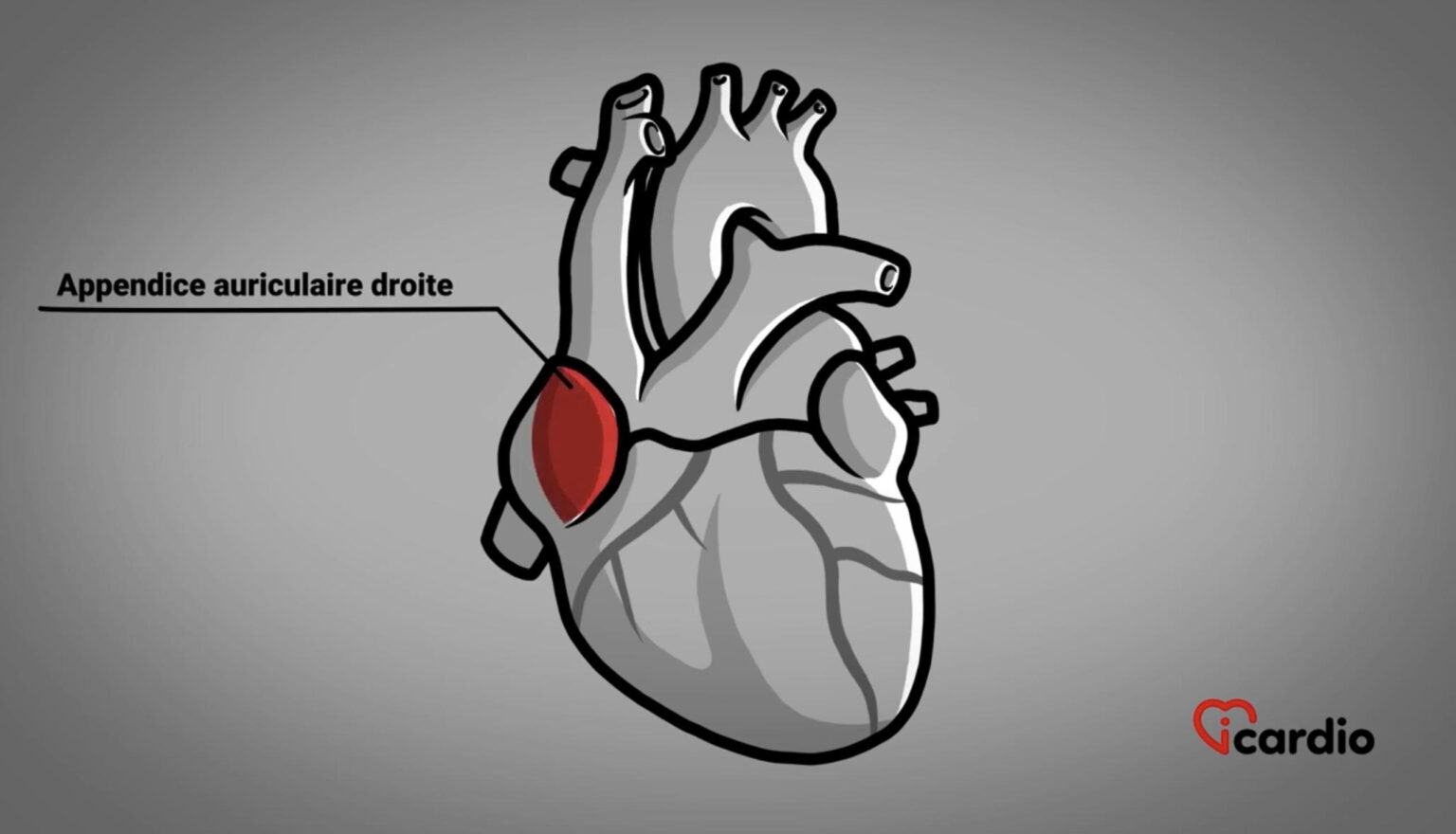 Formación de las aurículas y el retorno venoso – Icardio