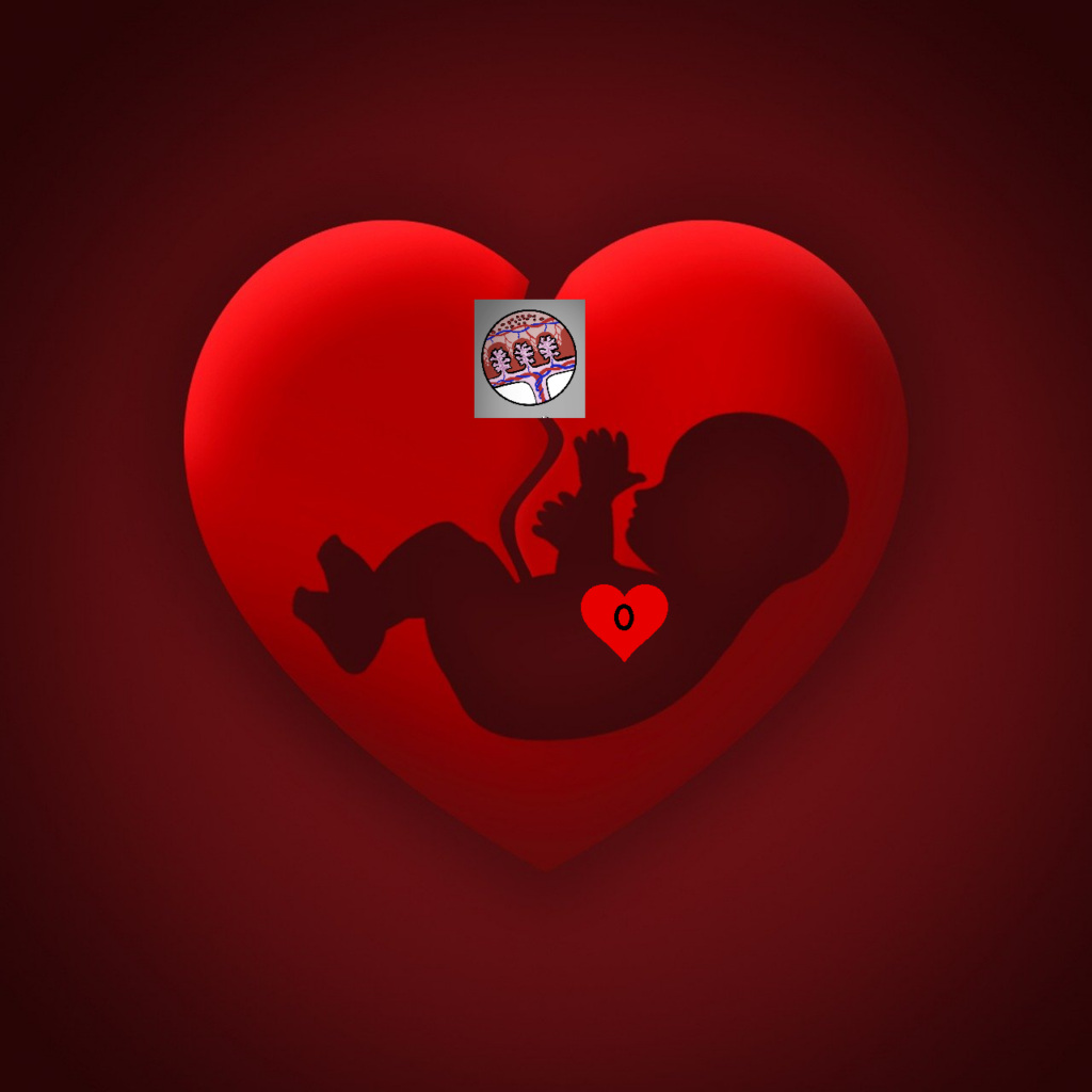 El Esqueleto Fibroso del Corazón – Icardio