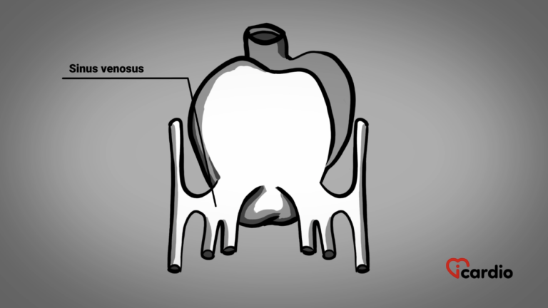 The Formation of the Atria and Venous Return – Icardio