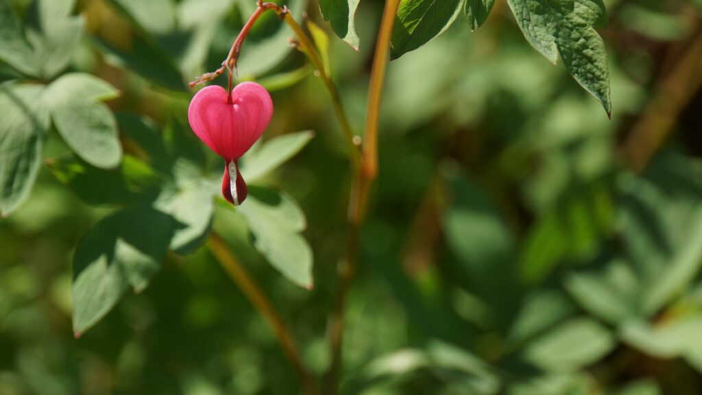 Agua «en» los pulmones, también conocida como edema pulmonar – Icardio